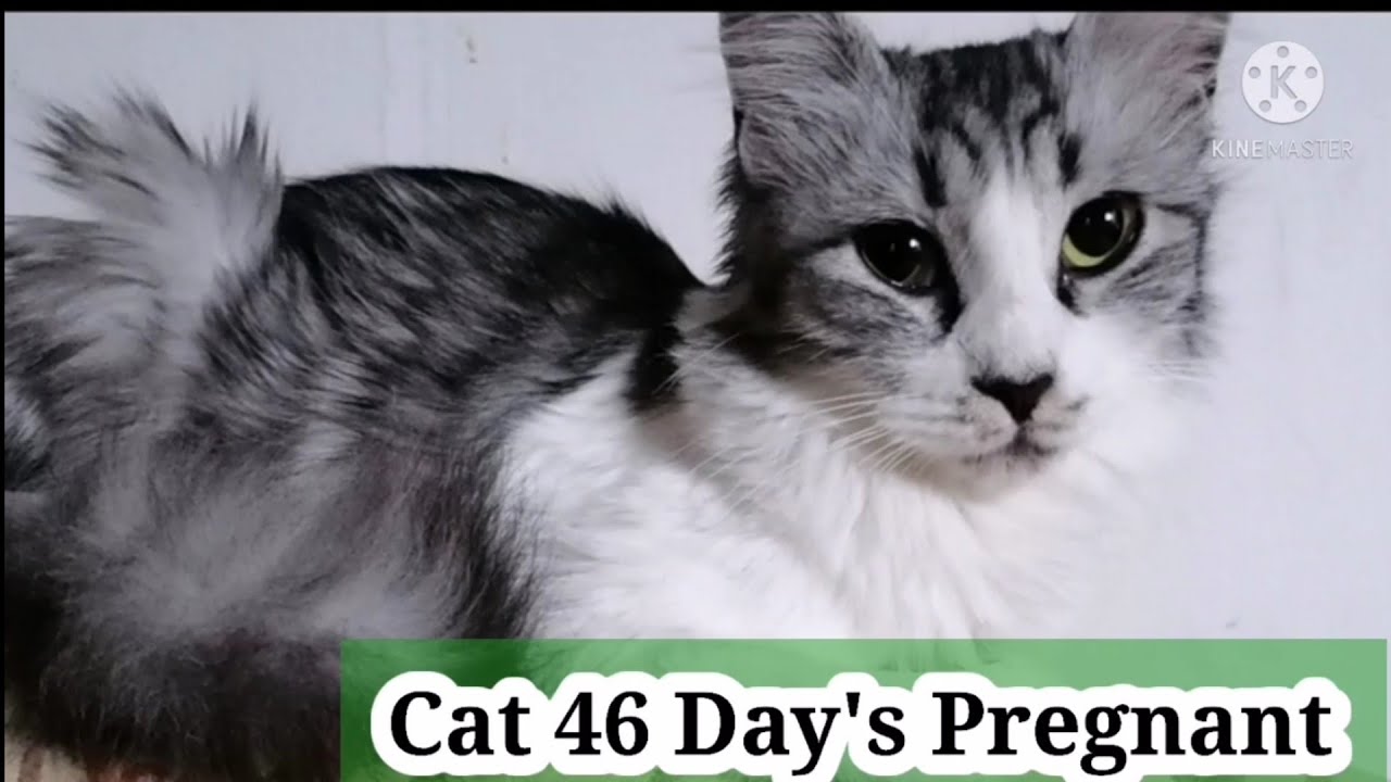 Cat 46 Day's Pregnant 🐈 - YouTube