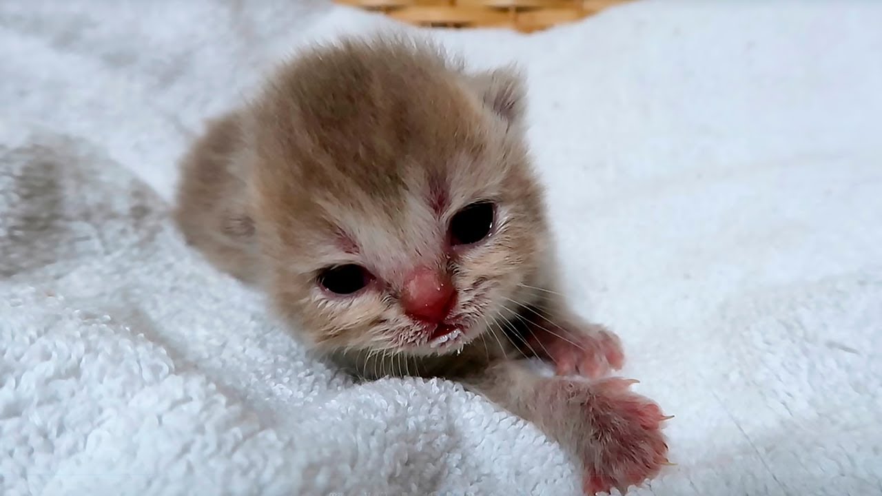 Syringe Feeding Seven Kittens: Loulou’s Stubborn Side! Subtitles - YouTube