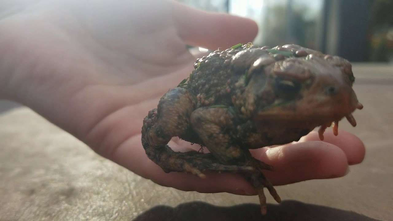 First Frog Visit of the Year! - YouTube