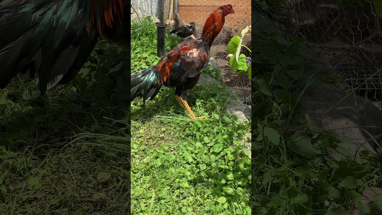 Thai Aseel - YouTube