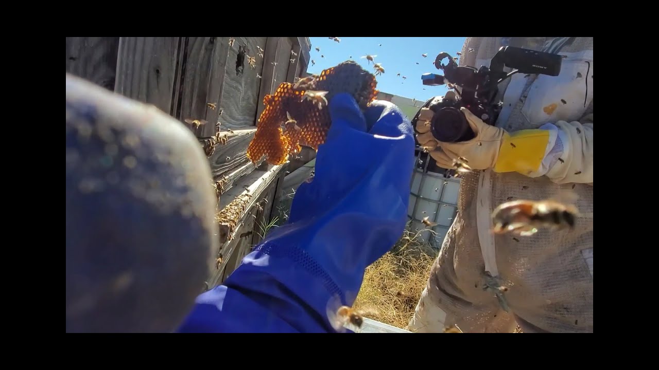 Production Crew Behind The Scenes Killer Bee Film Shoot! Two Hives Are ...