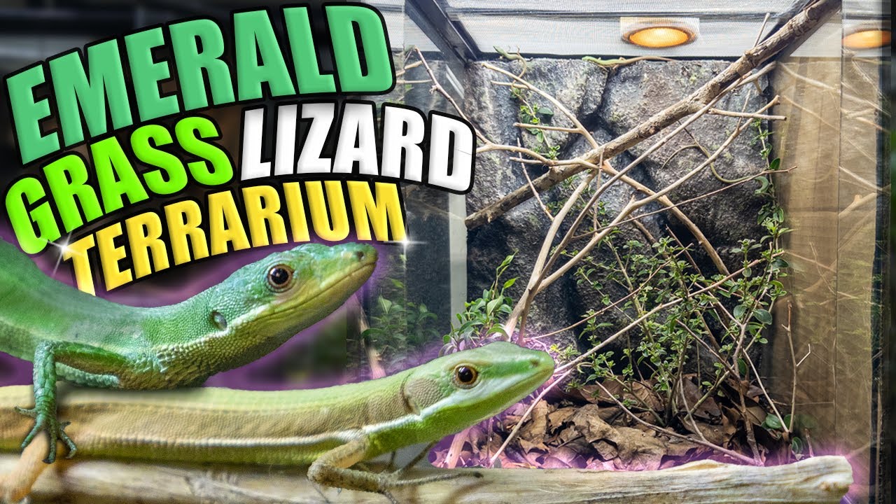 EMERALD grass lizard Growout Terrarium BUILD!! - YouTube