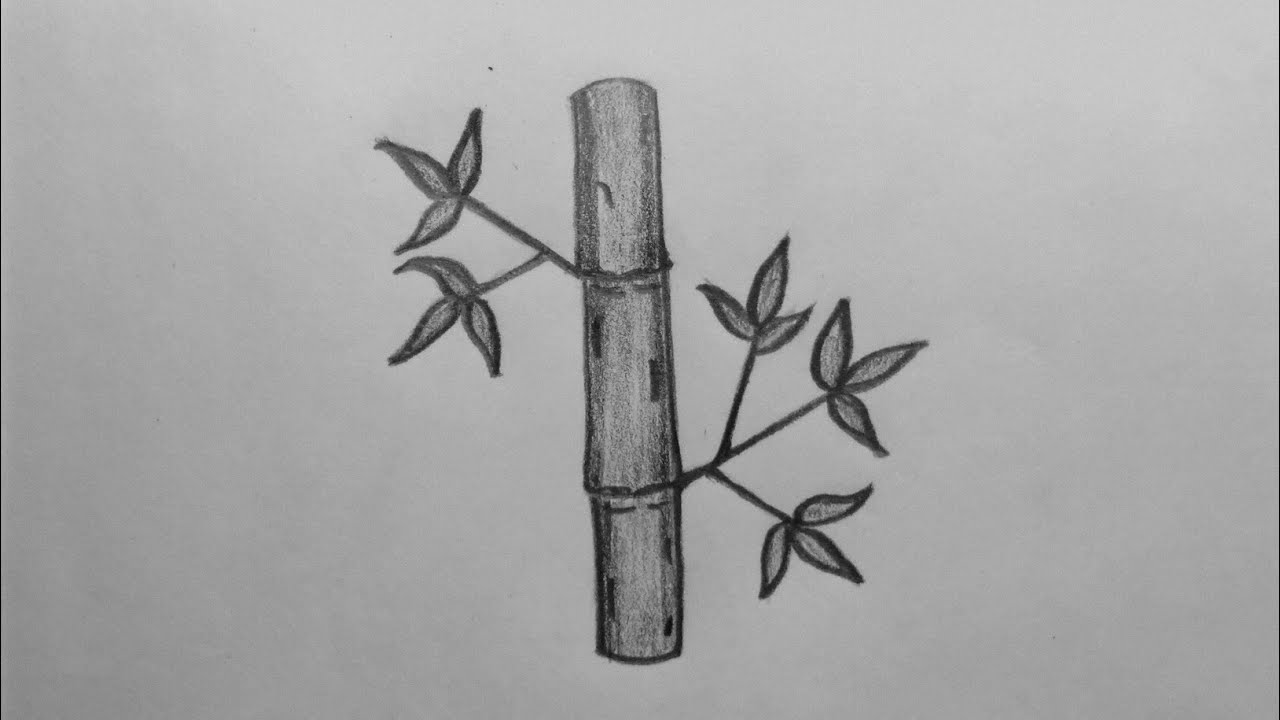 Easy Bamboo Drawing