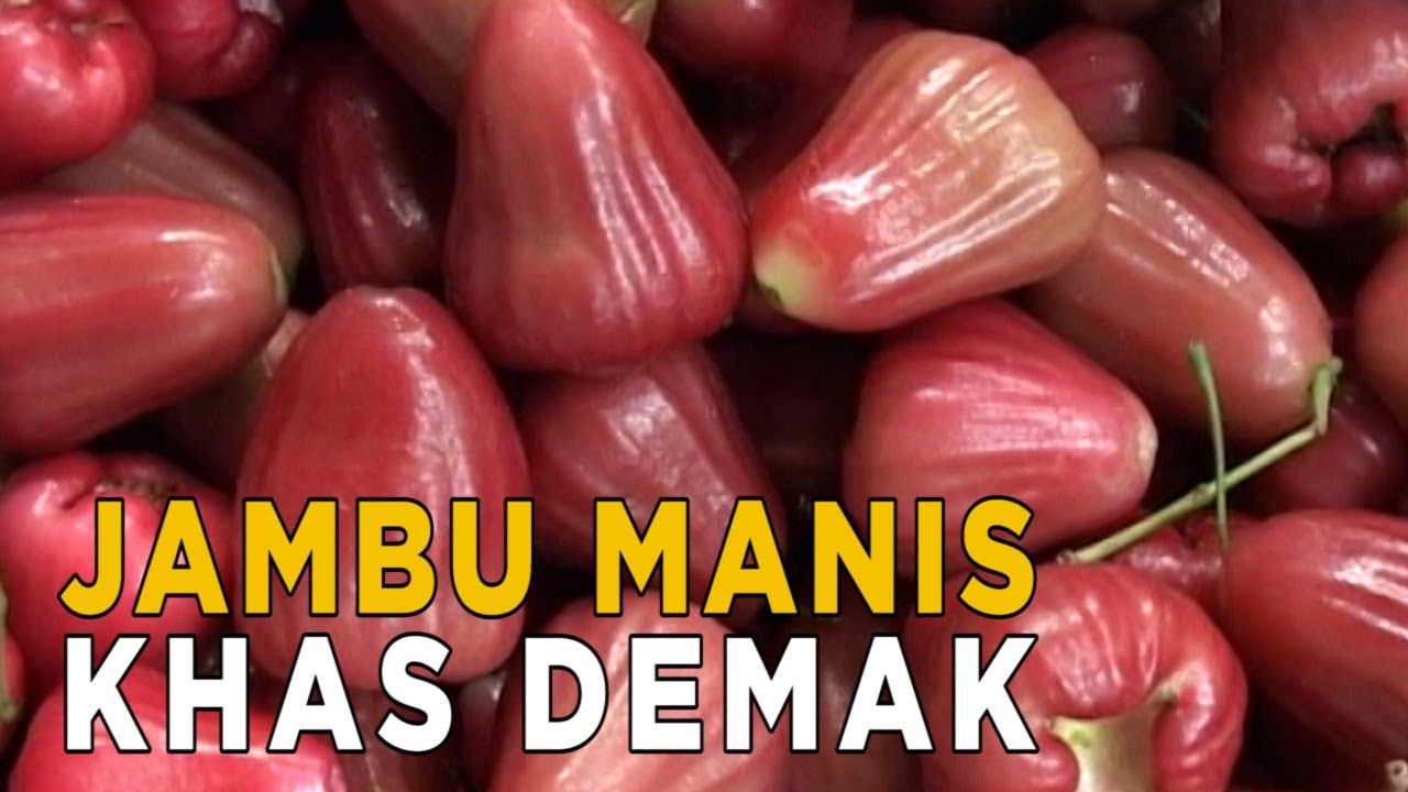 Mencoba manisnya jambu air dari Demak | JELANG SIANG - YouTube