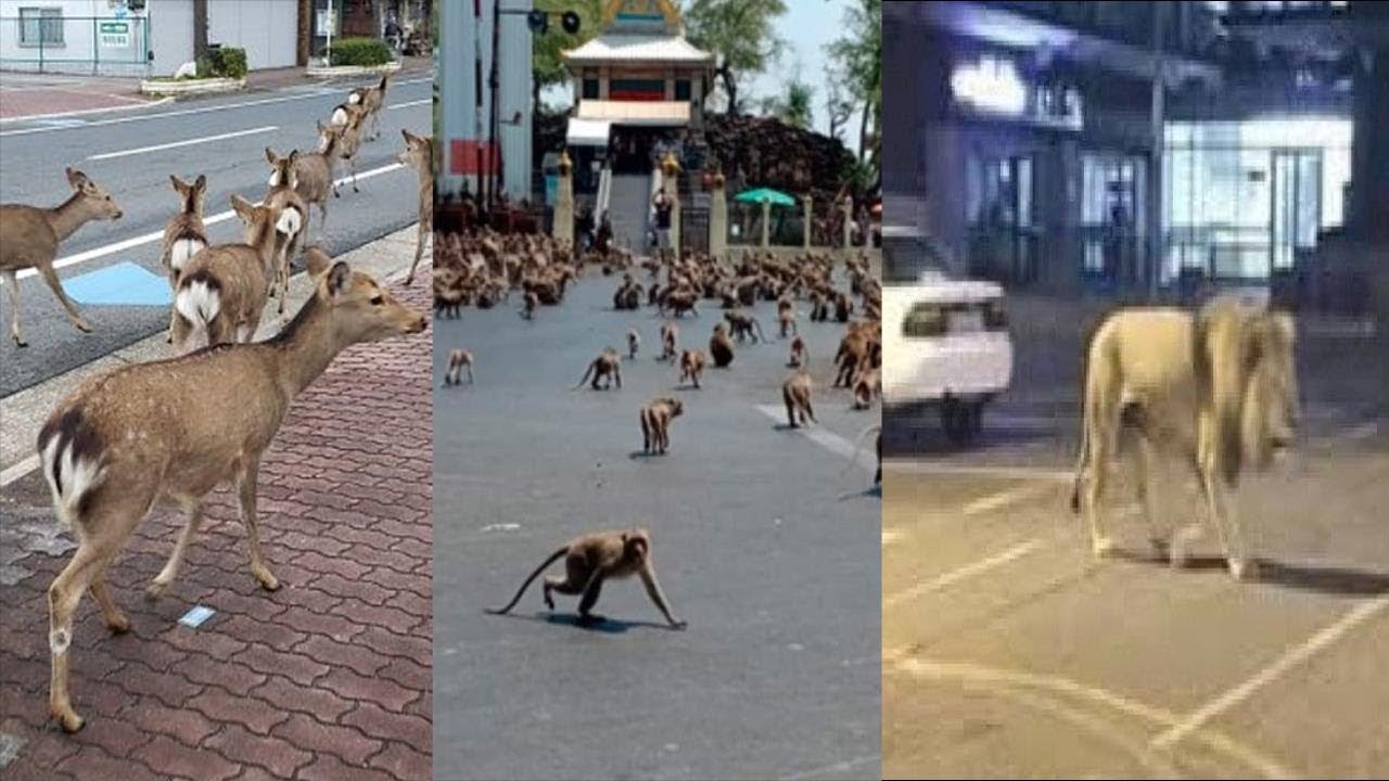 Animals take over city to regain their former habitat| Animales toman ...