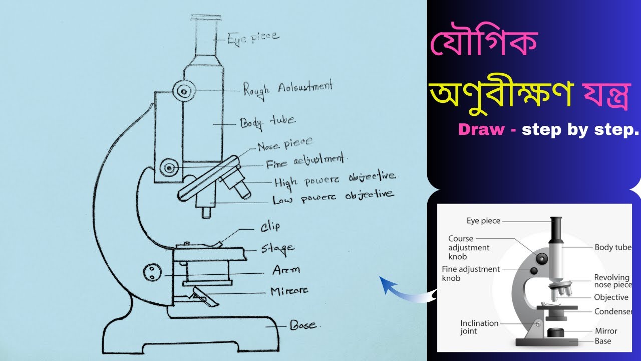 যৌগিক অণুবীক্ষণ যন্ত্র আঁকা || How to draw compound of Microscope ...