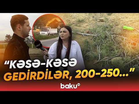 Xırdalanda ağacları kim kəsir? - Dövlət qurumu məsələyə münasibət bildirdi - Baku TV