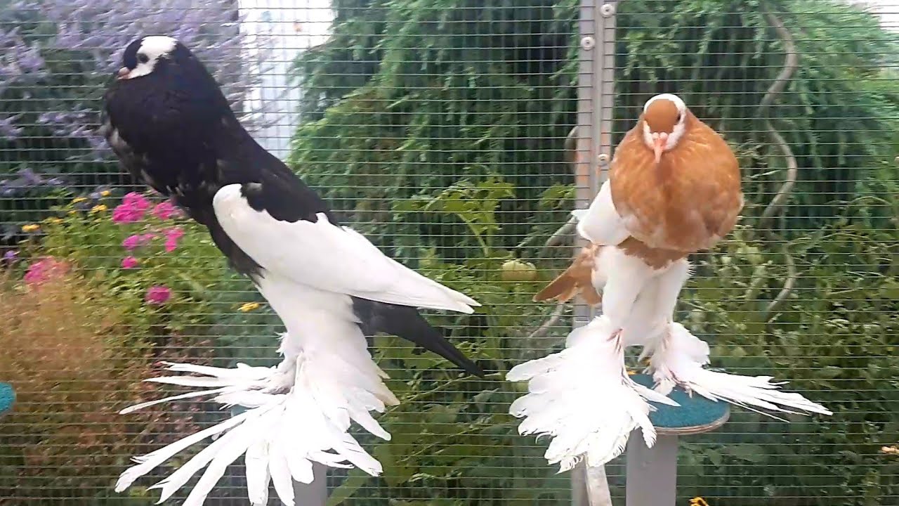 Two young Reversewing Pouters in black and yellow hatched in April 2023. Original Müllerleile ...