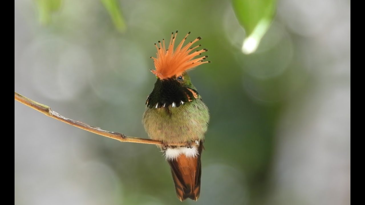 El famoso Ayaymama - Ave mitica de la selva - YouTube