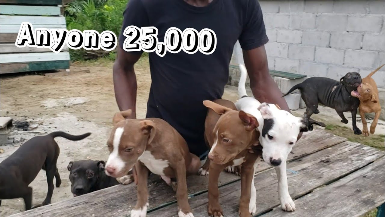 Full Pitbull Puppies & Big Update Anyone 25,000 Call 6889424 - YouTube