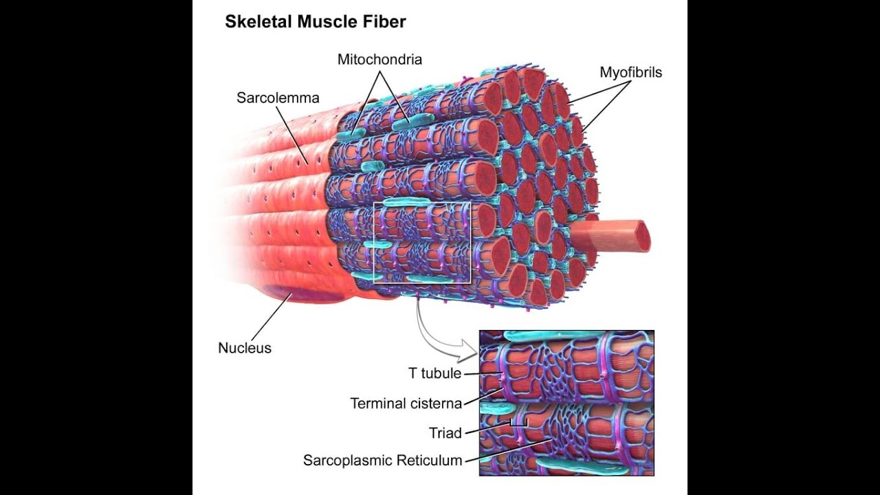 Sarcomere: Actin, Myosin. A band, I Band, Z Line, L Line, and H Zone ...