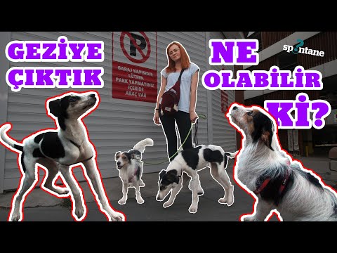 Viski ve Sek'le kısa bir gezi! | Dünya Köpek Günü | Vlog
