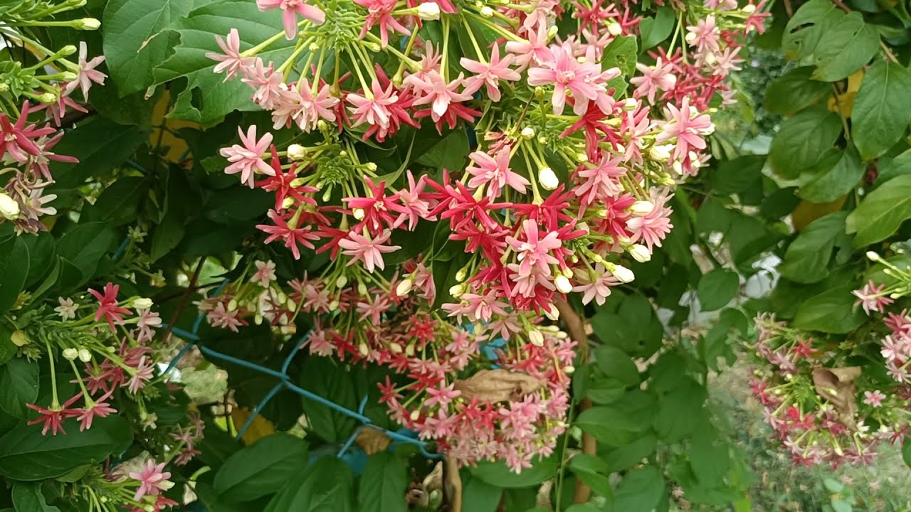 Madhabi Lata Flower - YouTube
