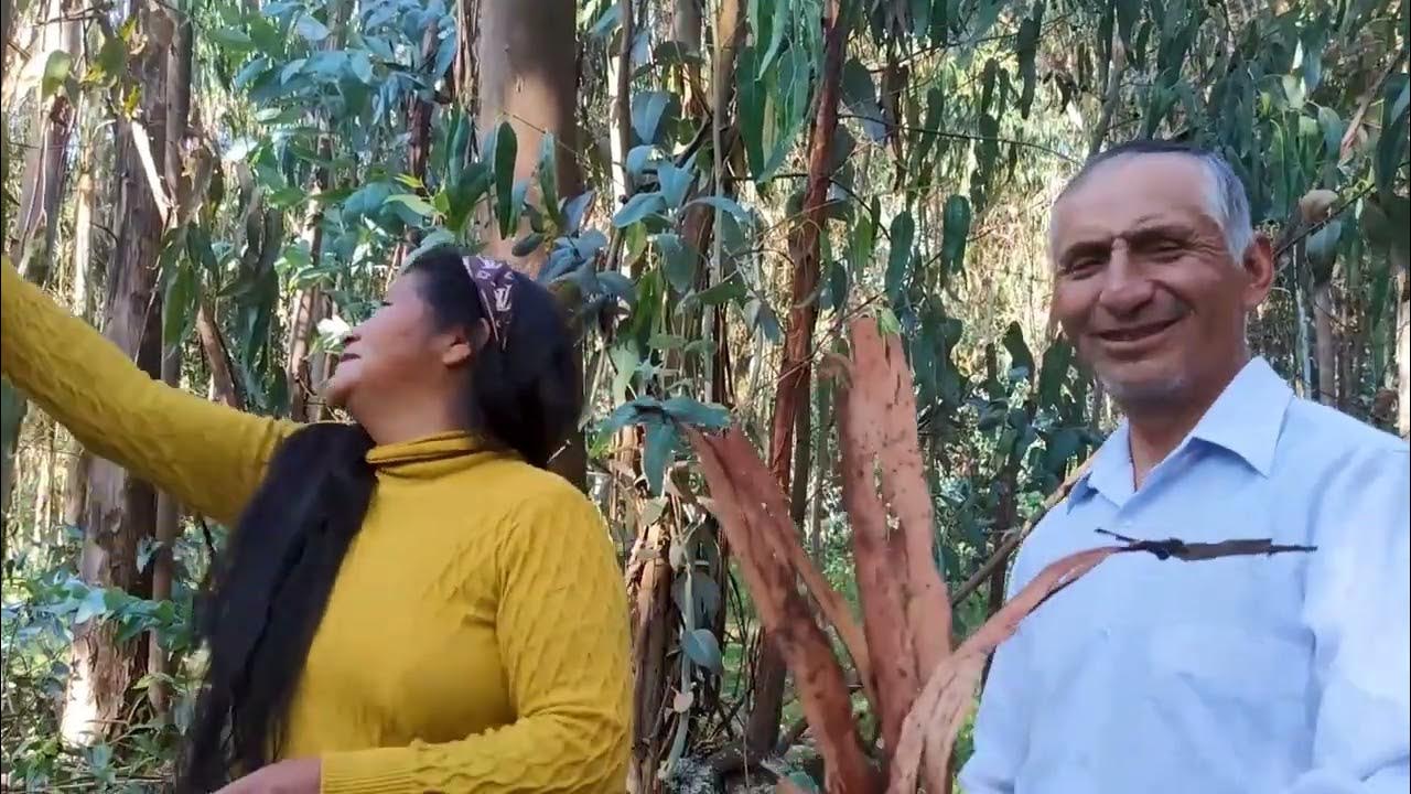 Primicia 2022 - Solo tu Jesús / Gloria Solano /Cumbia Cristiana - YouTube