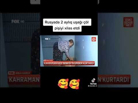 Kahraman kedi