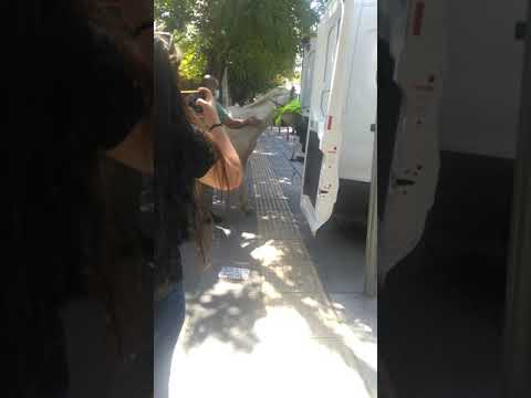 Ankara Kızılay Sahipsiz At