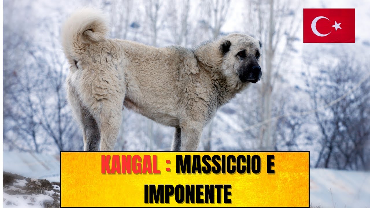 Il Kangal: Conosciamo da Vicino la Maestosità di Questa Razza Canina 🐶 ...
