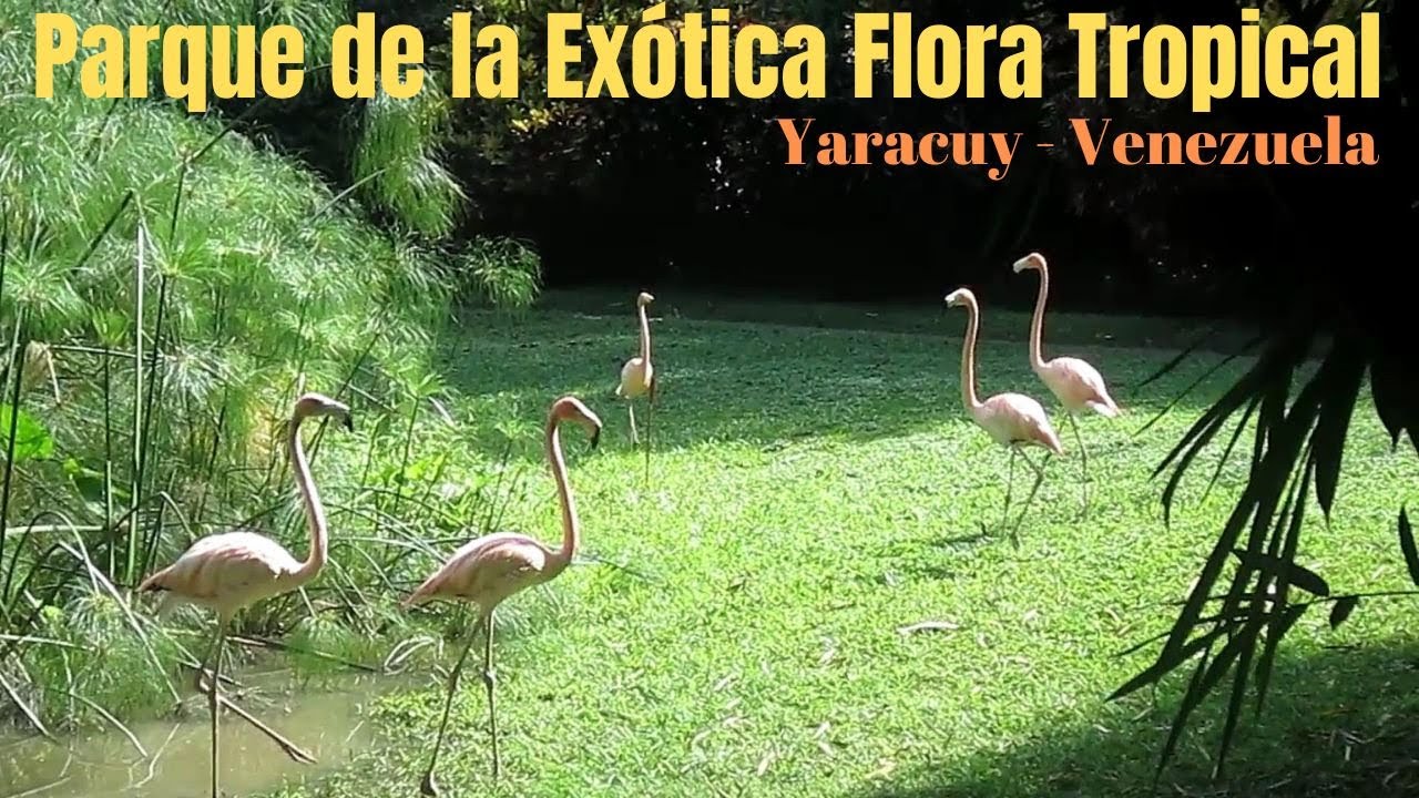 Visitamos uno de los jardines más hermosos de #Venezuela: Parque de la ...