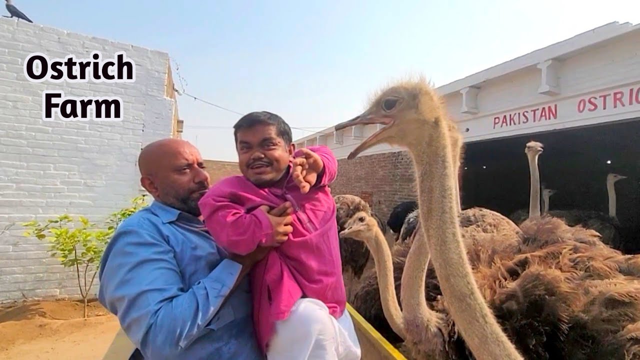 Ostrich Baby in Mini Zoo | Shutar Murgh K Bachy... - YouTube