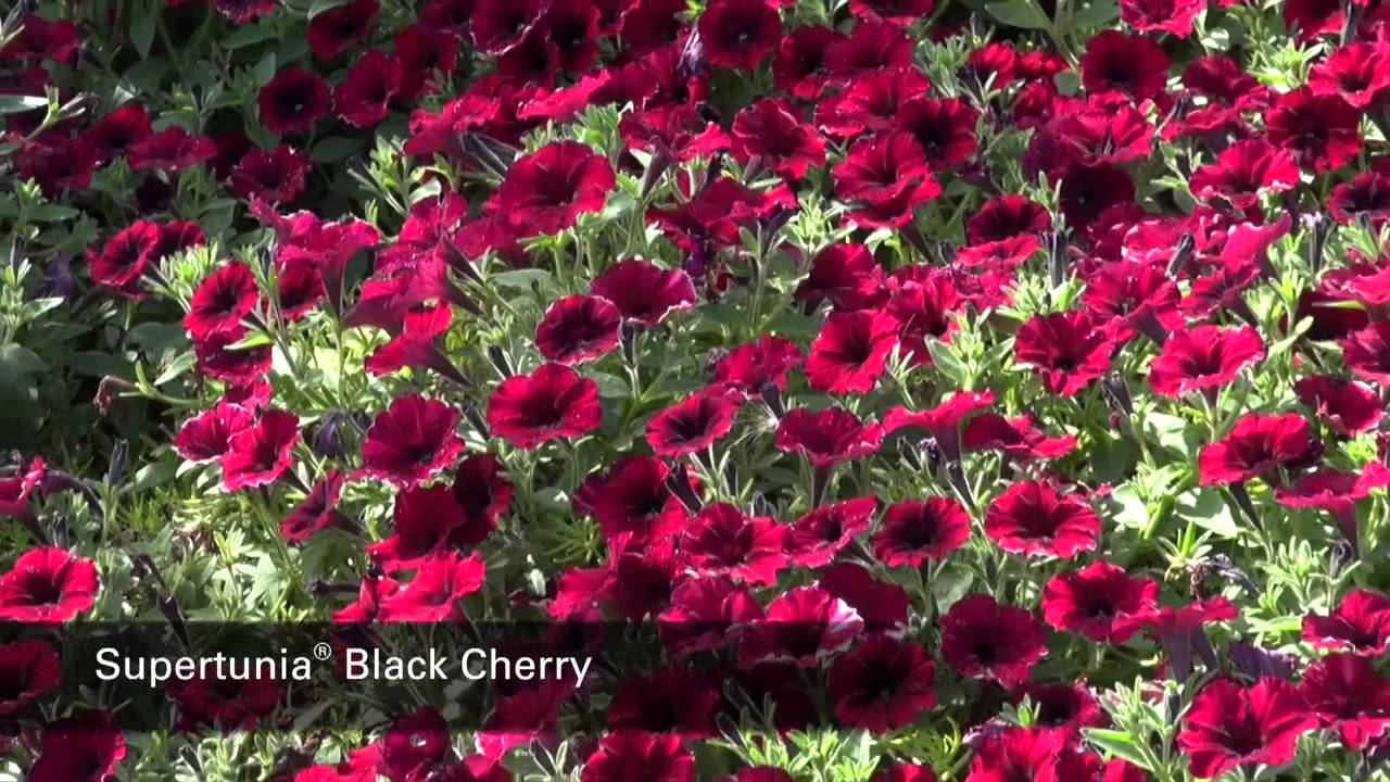 Proven Winners Supertunia Black Cherry Petunia - YouTube