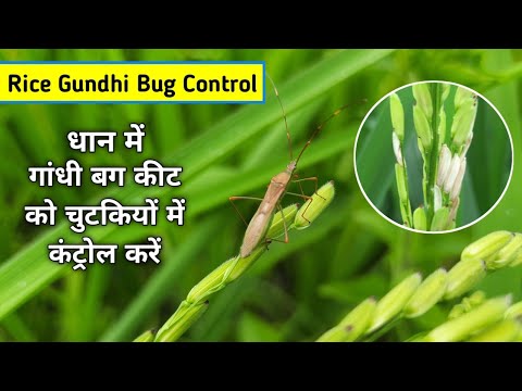 Rice gundhi bug || धान में गंदी कीट का प्रकोप और उसका चुटकियों में ...