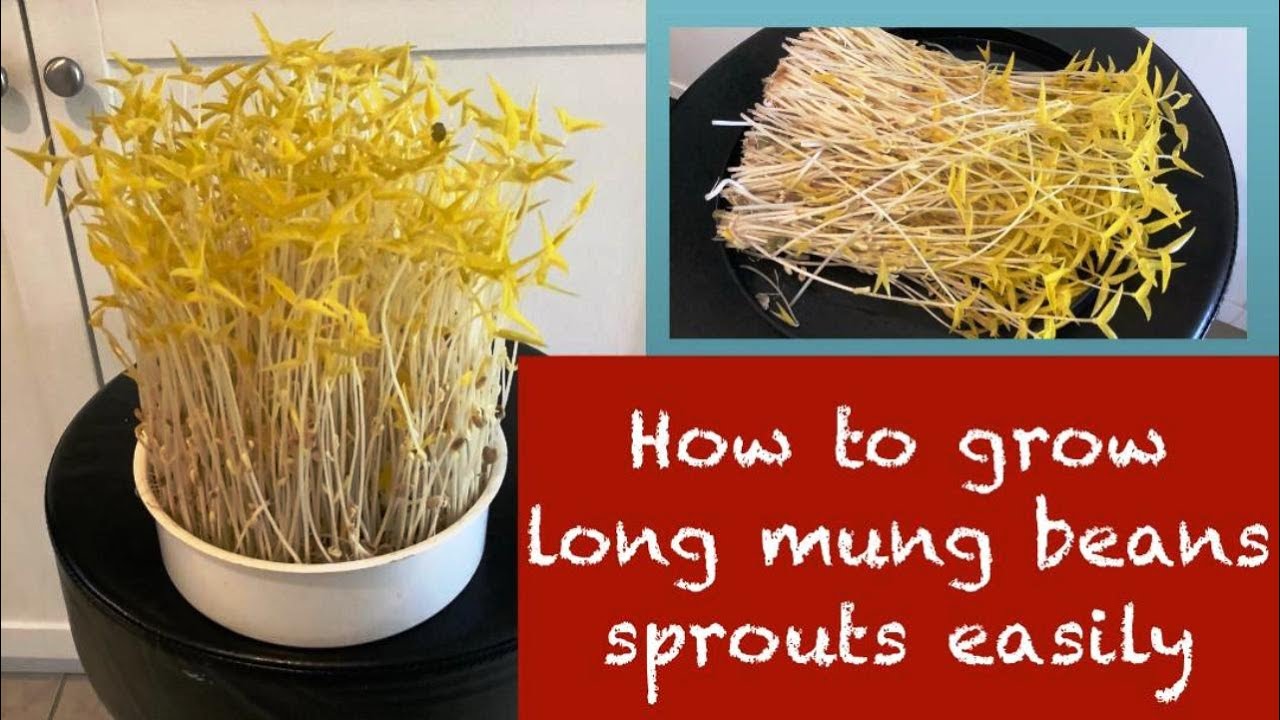 How to grow tall mung beans sprouts easily - YouTube