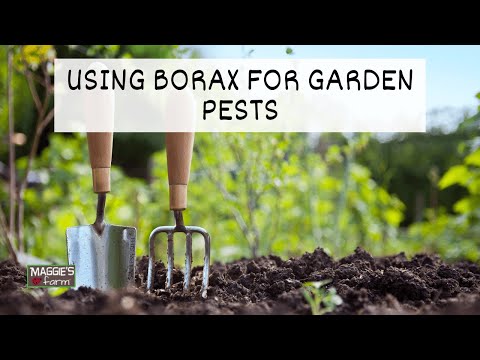 Using Borax for Garden Pests