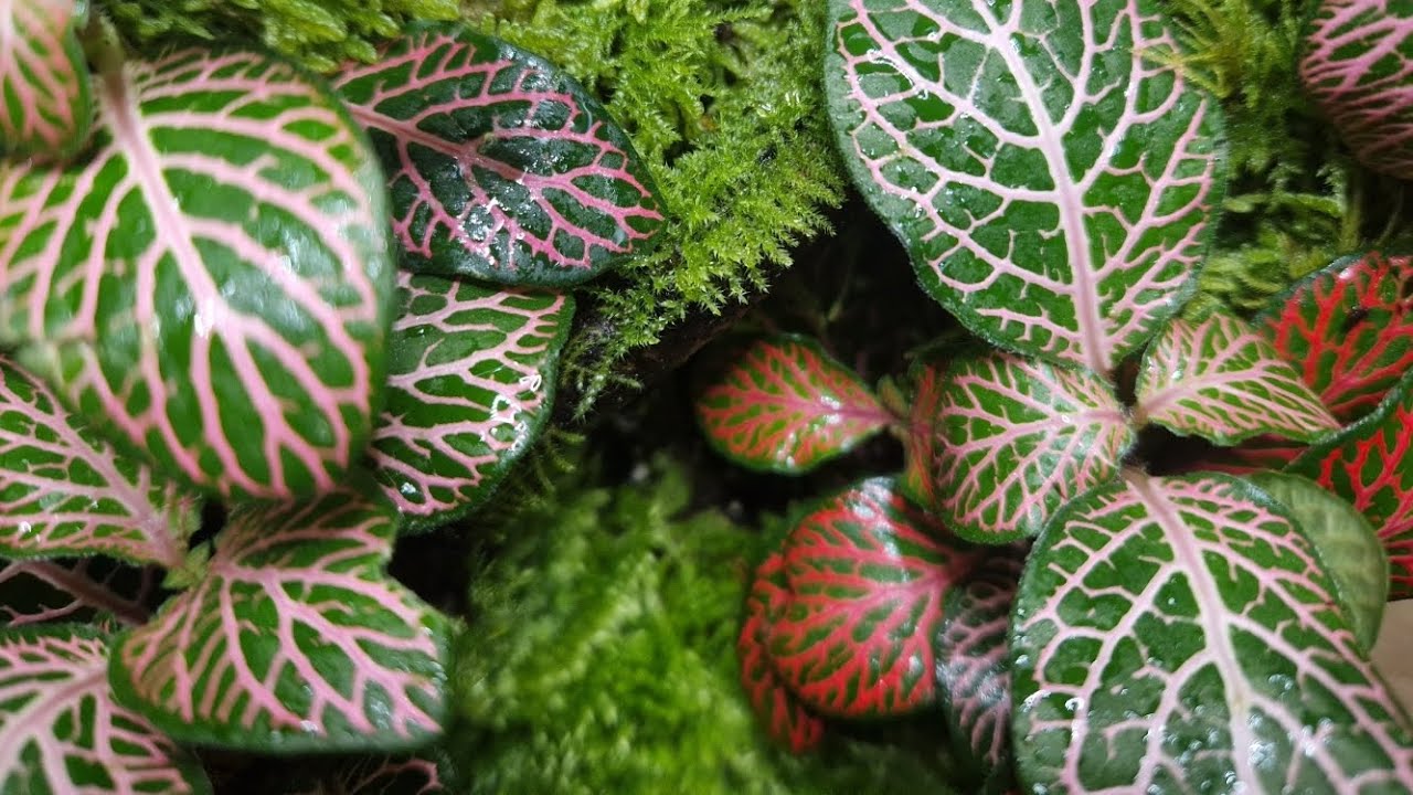 Exotic Terrarium Build - FAILED TERRARIUM Rescape - YouTube