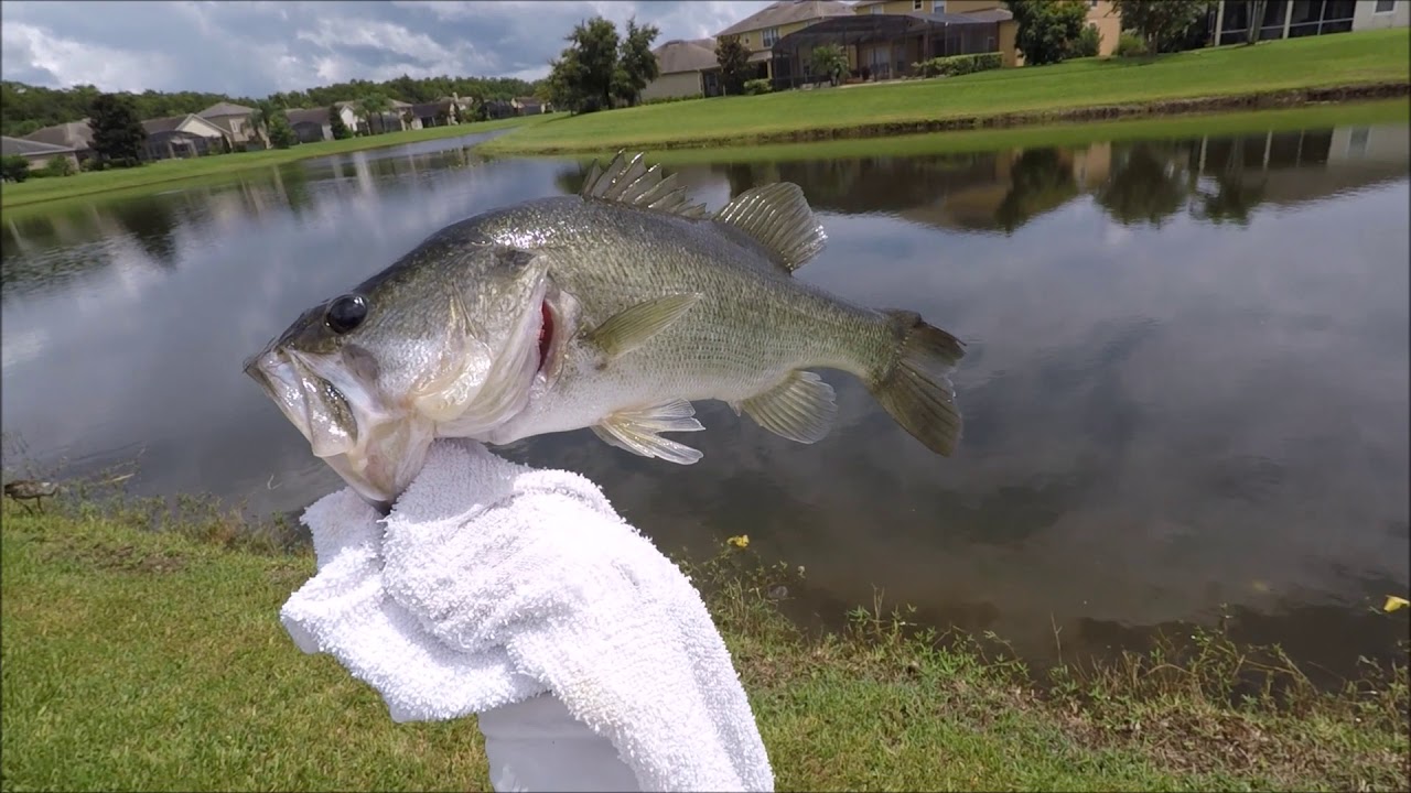 Bass Fishing With Salt Water Lure Challenge In My Backyard!🐟😎🎣 Gotcha ...