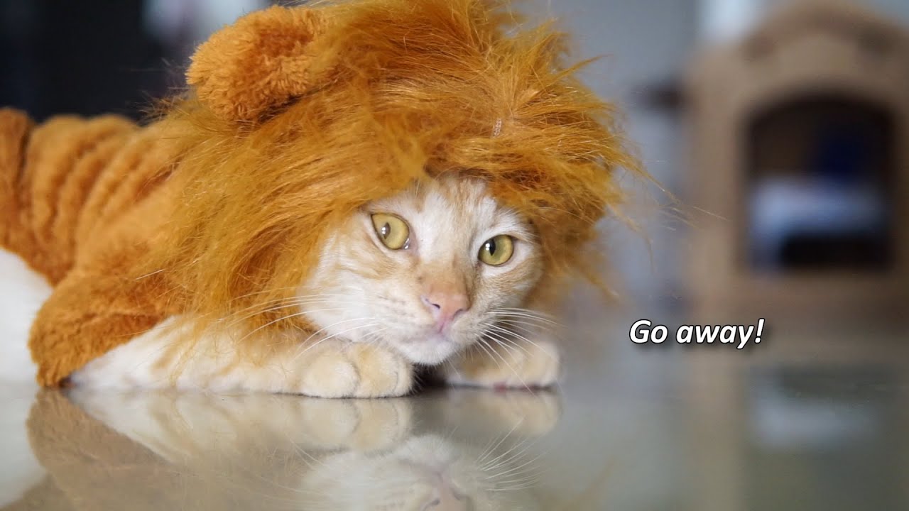 Kucing lucu |kucing comel jadi singa jago beebulu! - YouTube