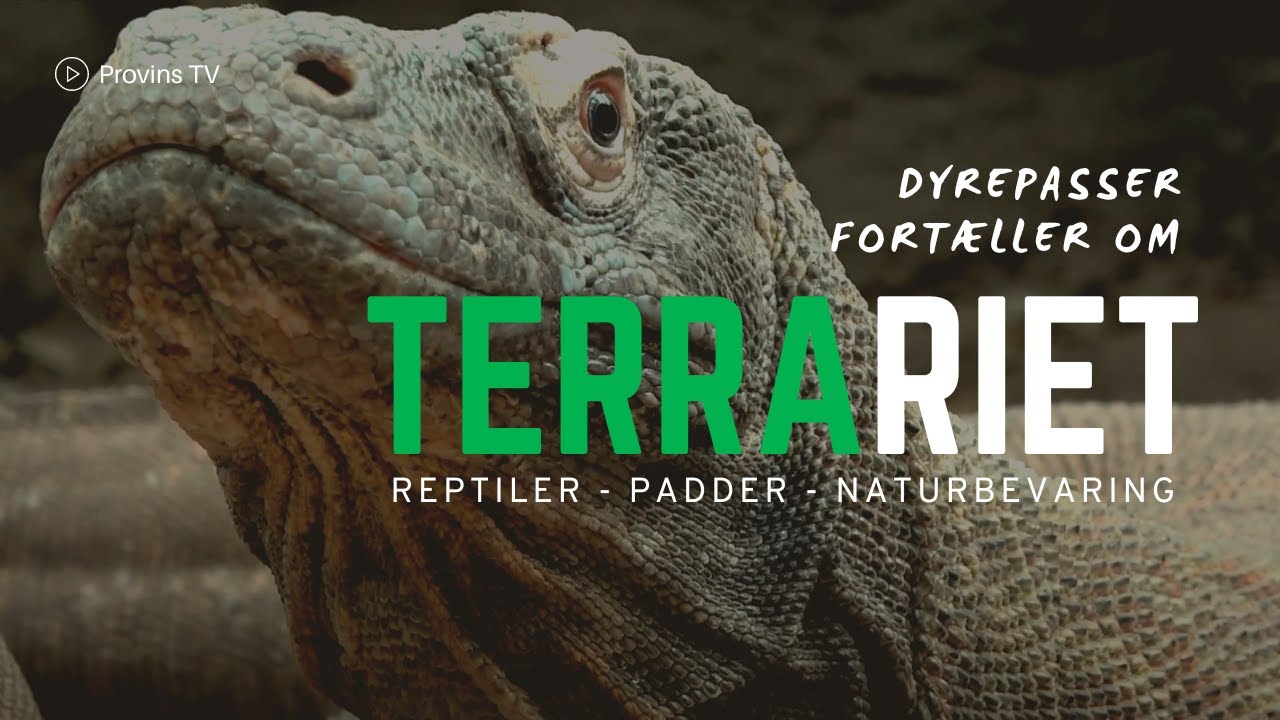 Terrariet Reptile Zoo: Krybdyr og padder - facts og naturbevaring - YouTube
