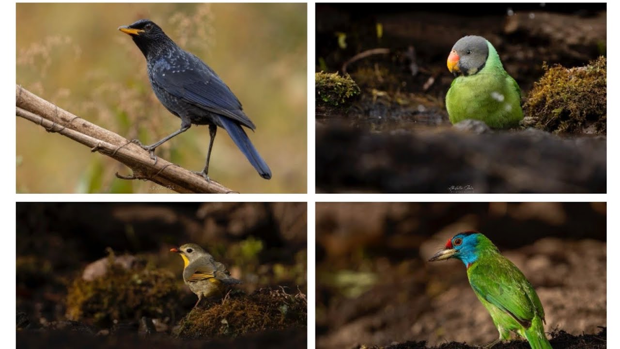 sachin bird haide Surya goan sattal contact number 7017496917 beautiful ...