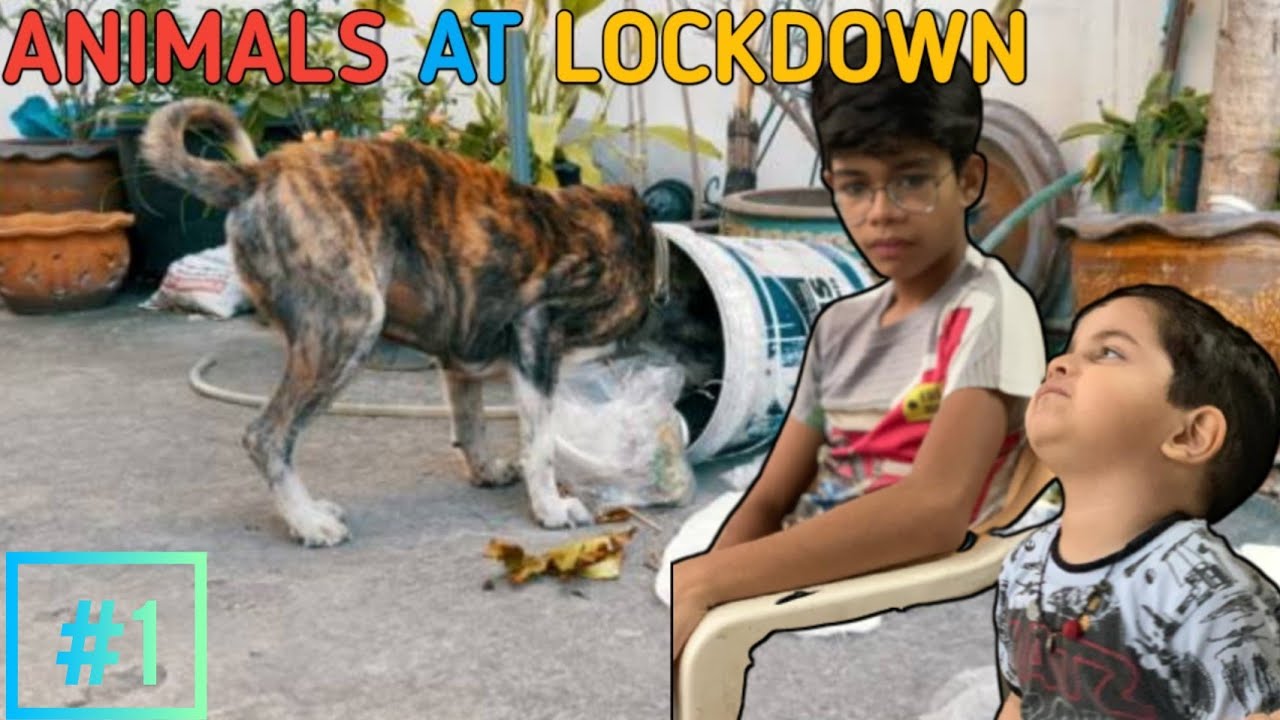 Animals in lockdown ||Tanishqandbunny - YouTube