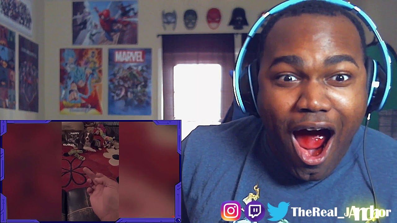 Dog Really Hates Middle Finger Compilation | REACTION - YouTube