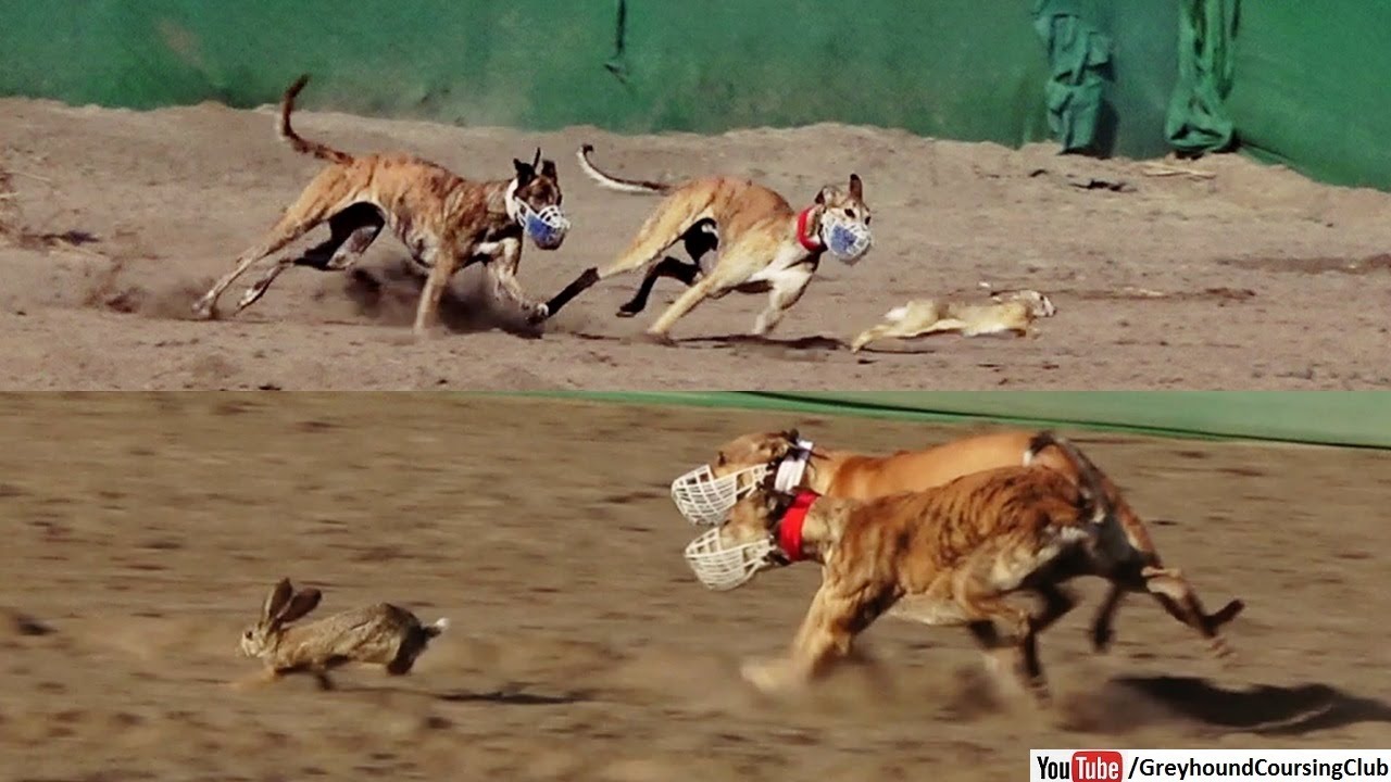 neck to neck greyhound coursing race in Pakistan - YouTube
