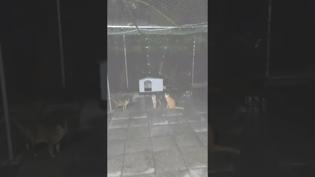 H u Tr ng Quay MV khethui shorts funnycats cats YouTube h-u-tr-ng-quay-mv-khethui-shorts-funnycats-cats-youtube
