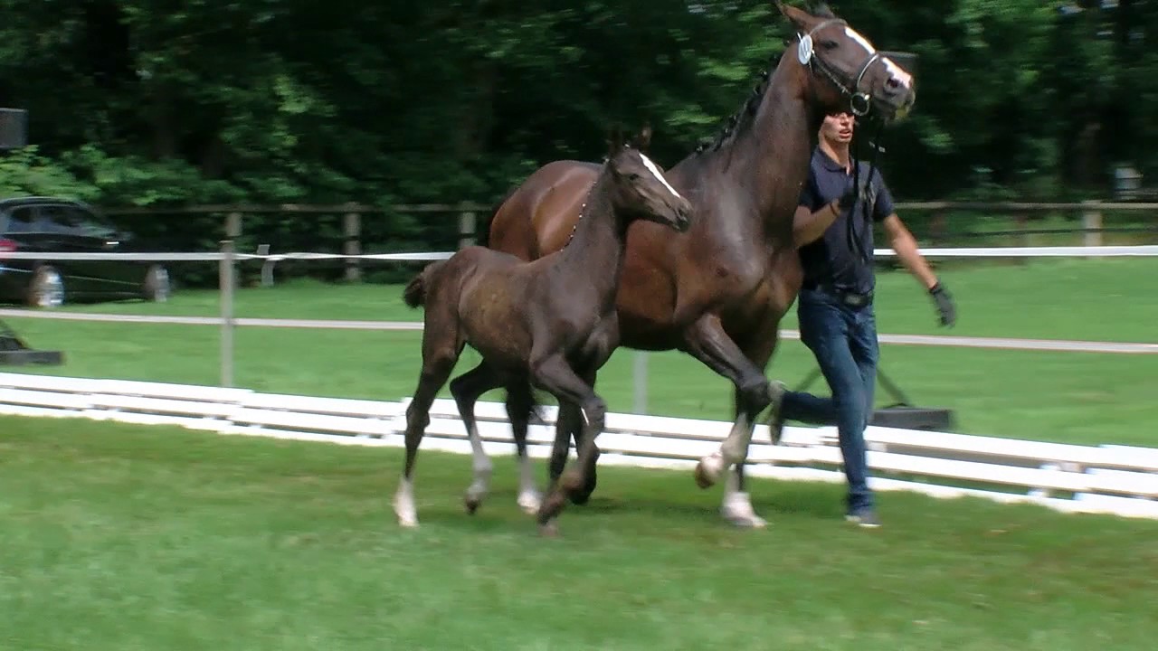 Hukelmann, Balou du Rouet- Contendro I-Quinto - YouTube