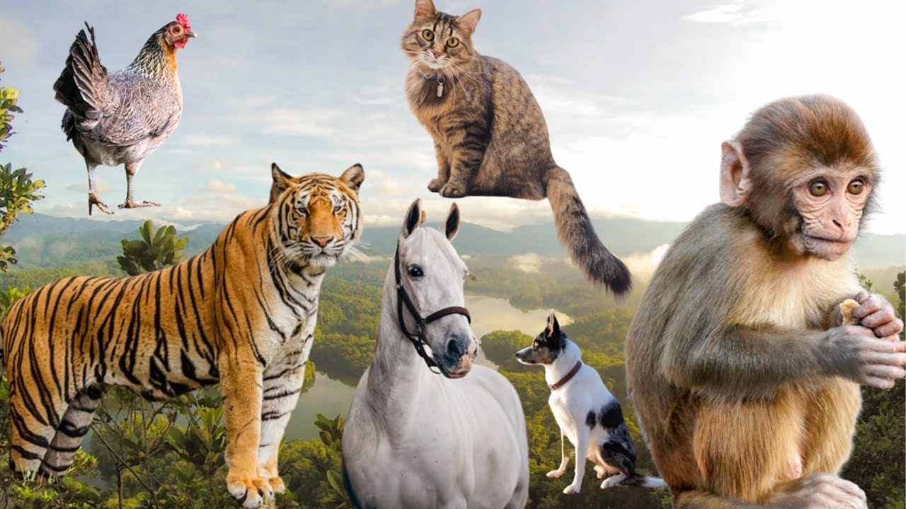 Wildlife Videos ||Best Animal Life Videos || Animal Videos || Cat ...