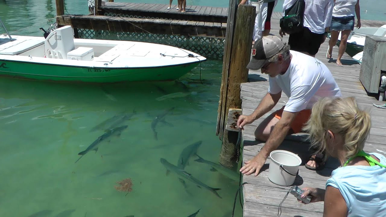 Islamorada Fish Splash during the Tarpon Feeding! - YouTube