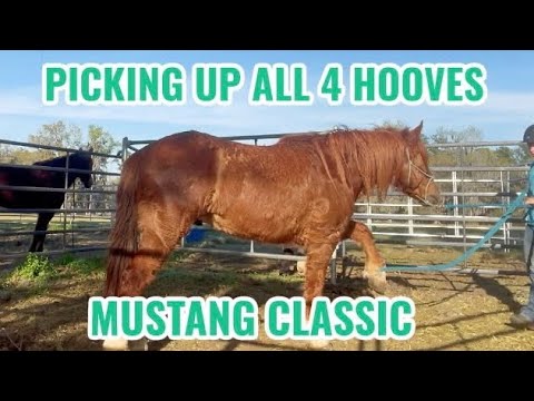 Picking up My Wild Mustang's Hooves | Mustang Classic 5 - YouTube
