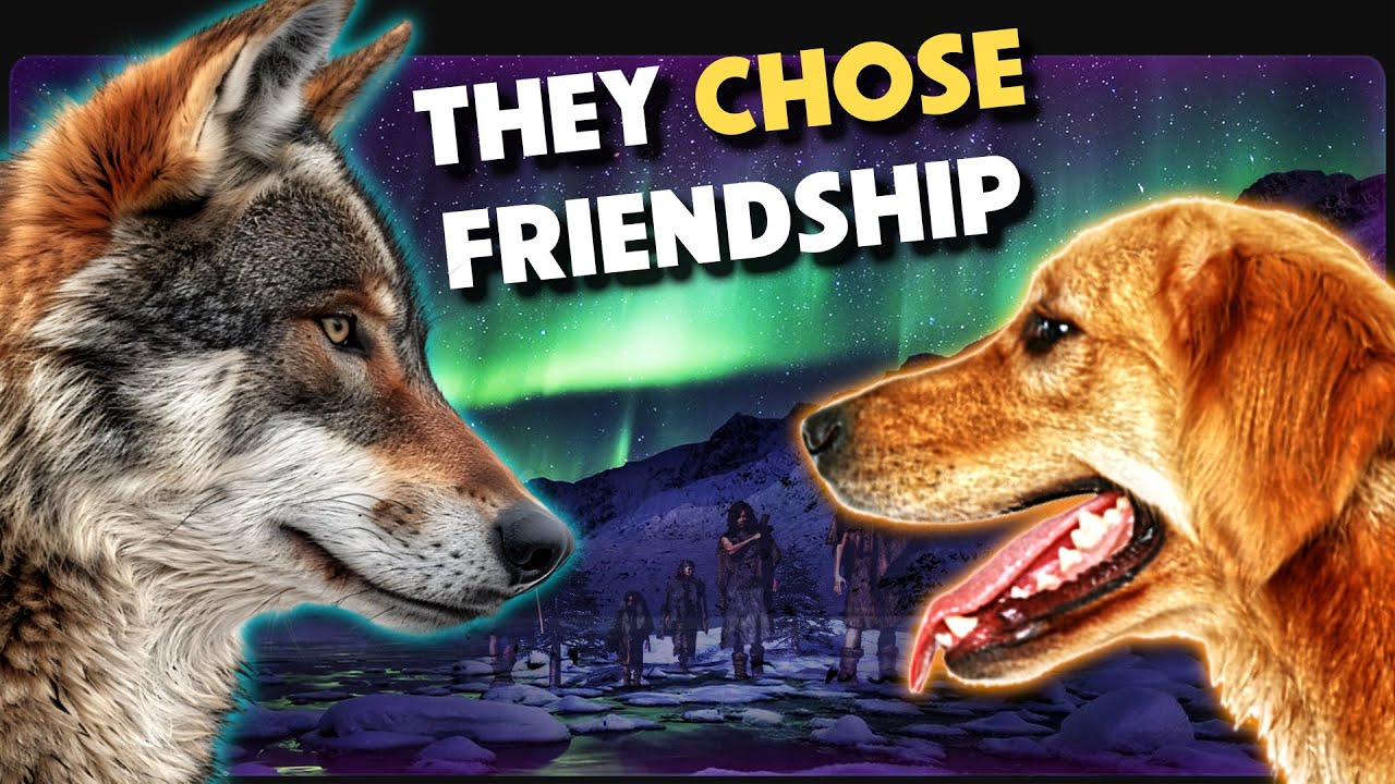 The Origin Story of Dogs (and why it matters today) - YouTube