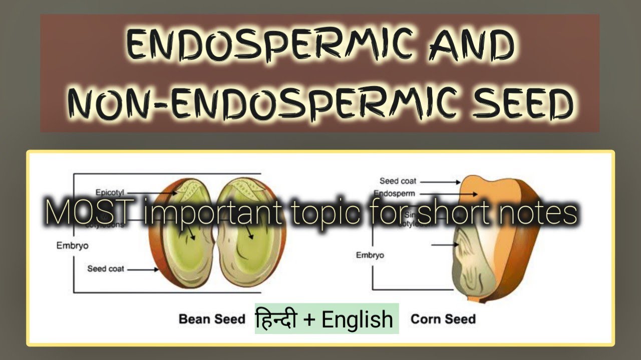 What Is The Difference Between Endosperm39s Seed And