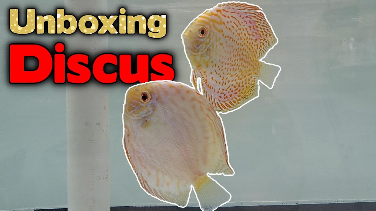 I Bought a BREEDING PAIR of Discus!!! Fish Room Addition From Myrtle ...