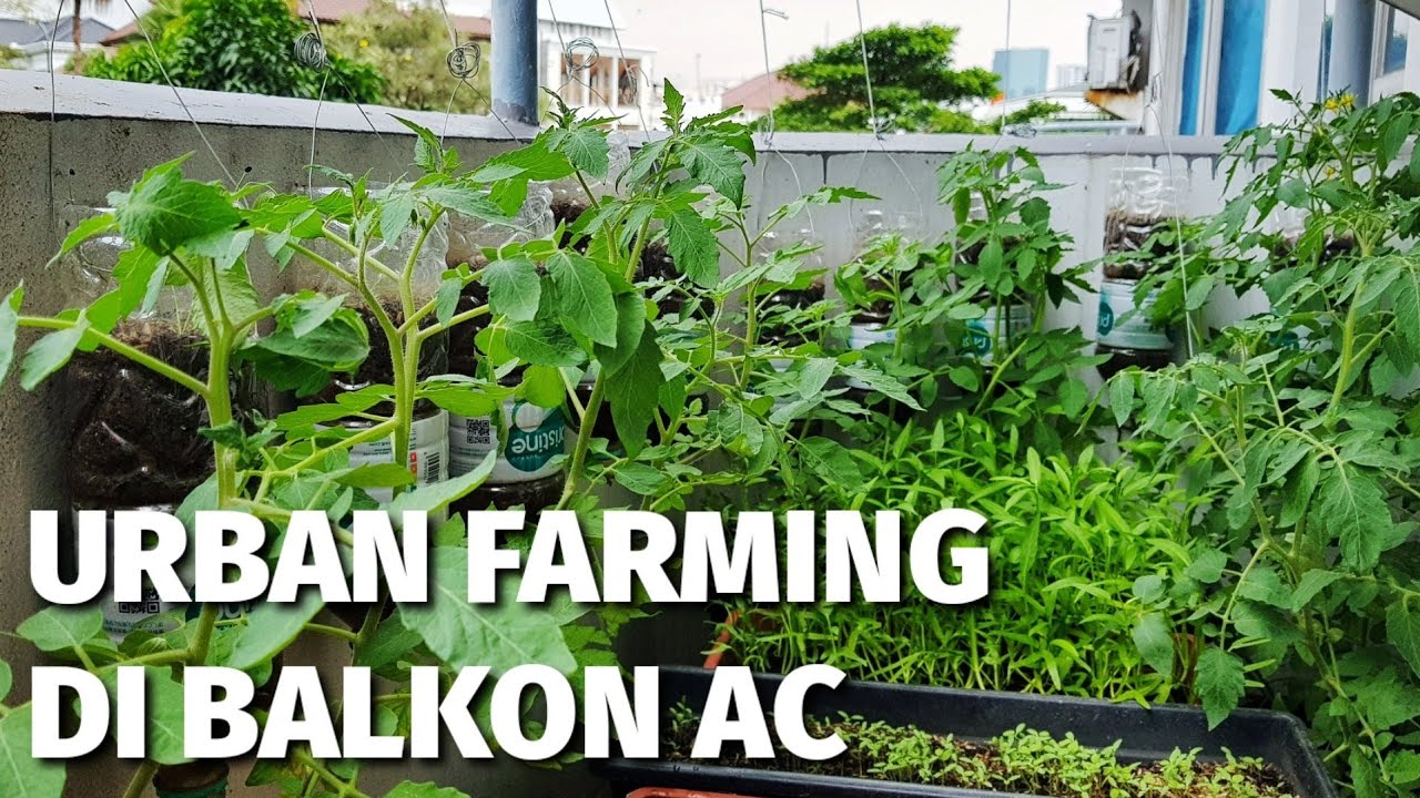 URBAN FARMING DI BALKON AC APARTEMEN - YouTube