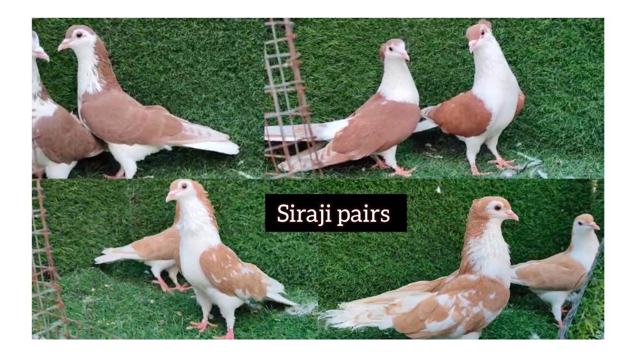 siraji pairs for available in chandryangutta Hyderabad - YouTube