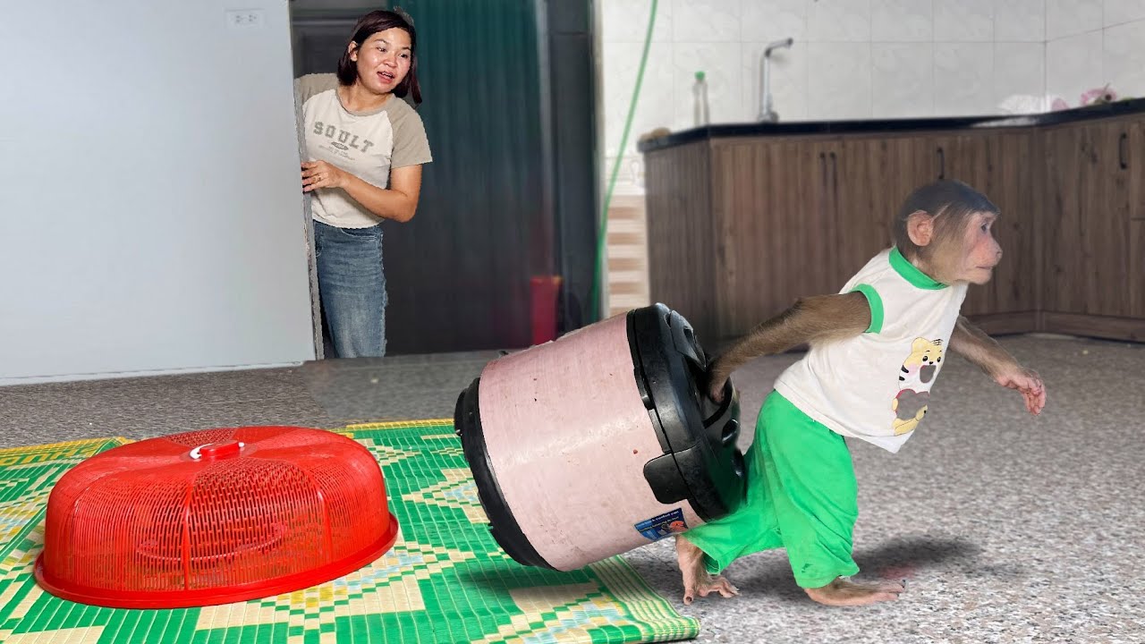 Cutis is a smart monkey that thinks makes parents too surprised - YouTube