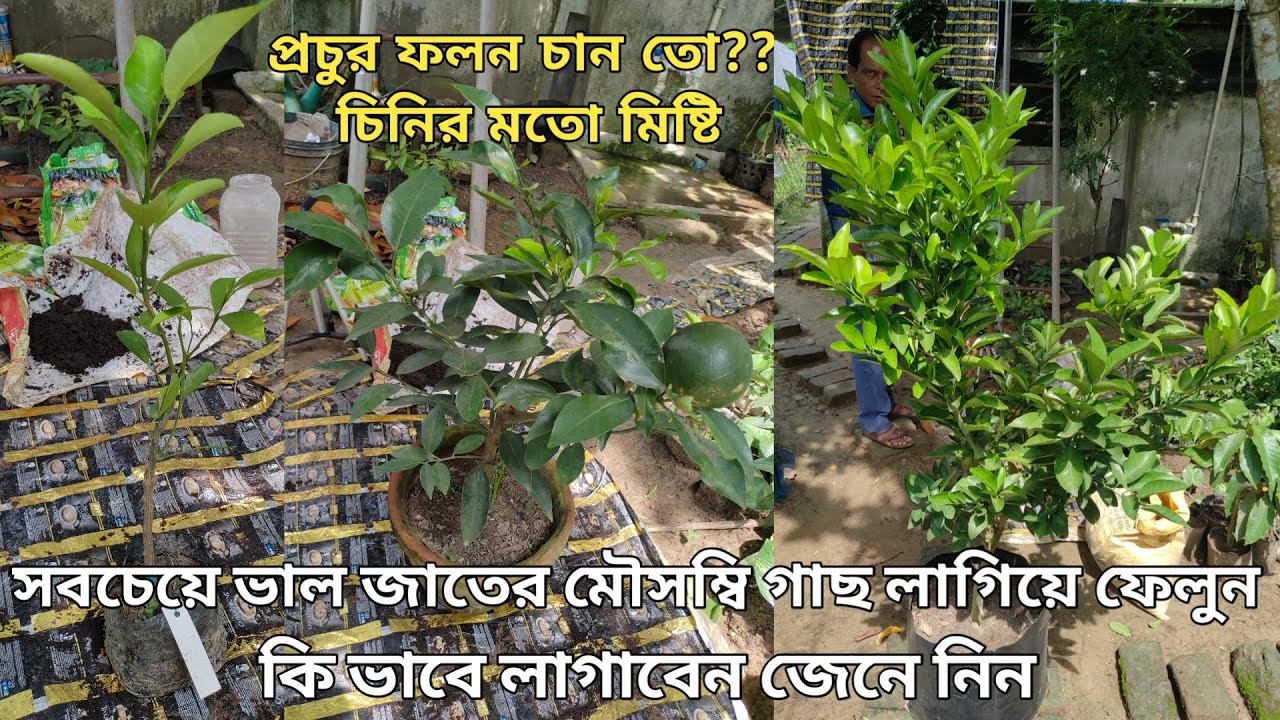 Best Mosambi Lebu For Roof Garden & Home Garden || ছাদ বাগান ও বাগানের ...
