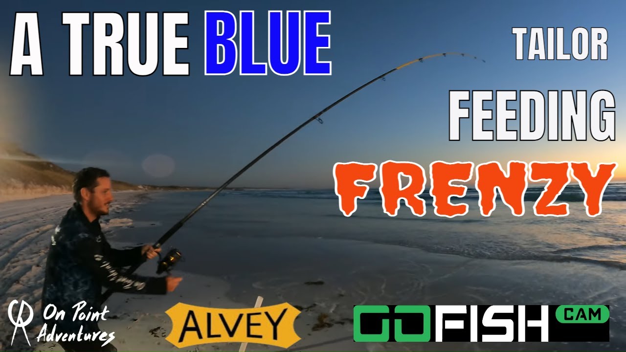Beach Fishing W.A | How To Catch Tailor | Bluefish Feeding Frenzy - YouTube