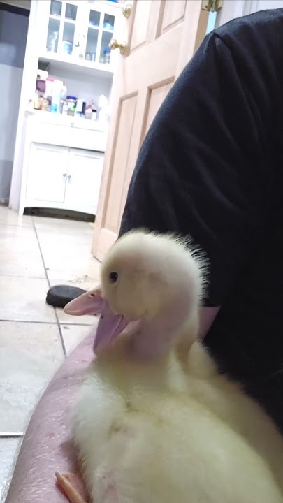Relieve stress with peaceful yawning ducks #aww #adorable #cute #anxietyrelief - YouTube