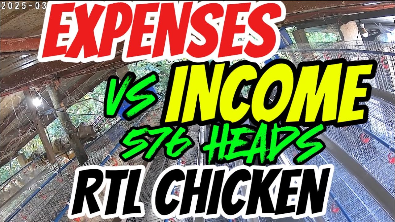 EXPENSES VS INCOME OF 576 HEADS RTL CHICKEN - YouTube